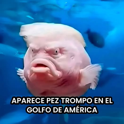 El golfo - Neo Mujico